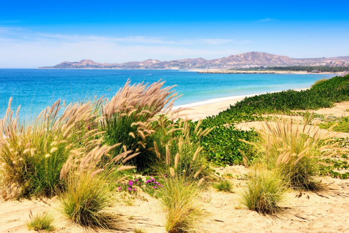 Three Out Of Five Los Cabos Travelers Say This Is Their Main Reason For ...