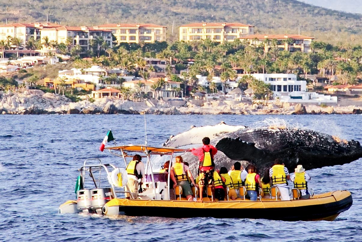The Cabo Sun - Daily Cabo News