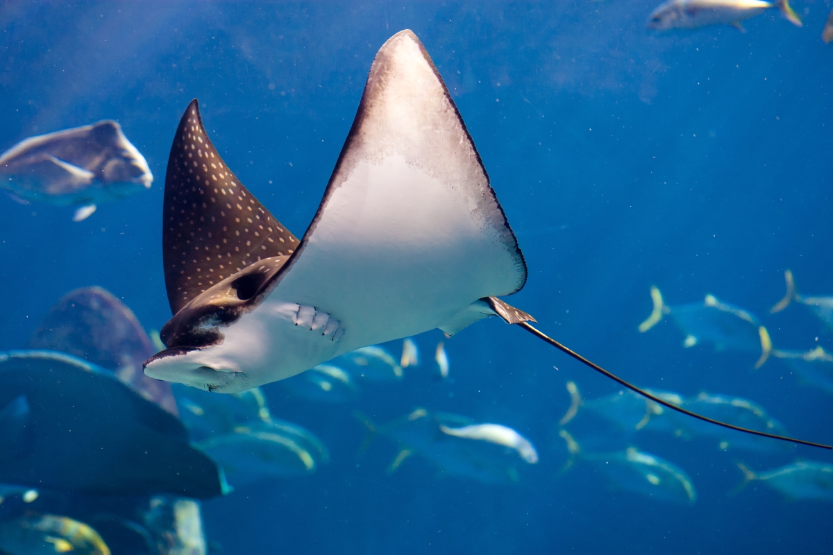 Tourist Attacked By Manta Ray In La Paz, Here’s How To Stay Safe - The ...