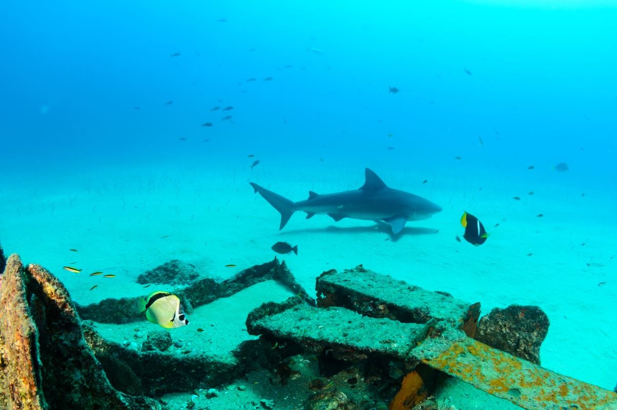 Tourists Advised To Be Aware Of Sharks In This Popular Eco Hotspot Near ...