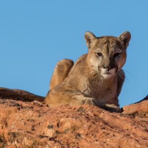 Dangerous Wildlife You Should Watch Out For On Your Los Cabos Vacation ...