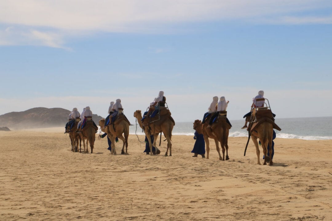 The Top 5 "Must-Do" Los Cabos Excursions (And 2 You Can Probably Skip ...