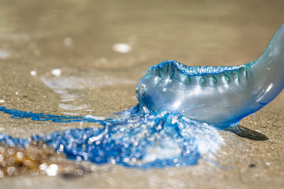 Tourists Being Warned Of Dangerous Marine Life On These 2 Los Cabos ...