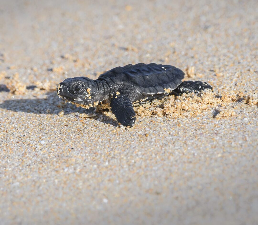Sea Turtle Season is Here in Los Cabos! What Tourists & Residents Need ...