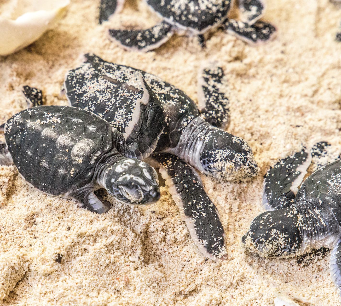 Sea Turtle Season is Here in Los Cabos! What Tourists & Residents Need ...