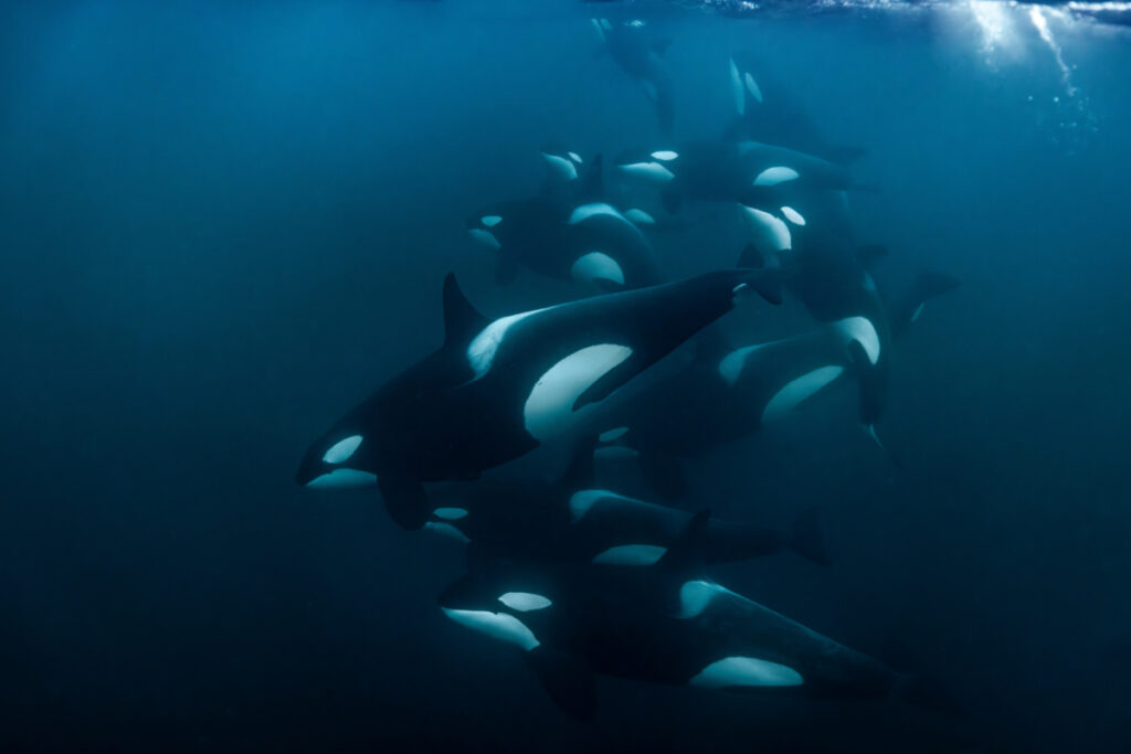 The Only Place In Mexico You Can Legally Swim With Wild Orcas Is A ...