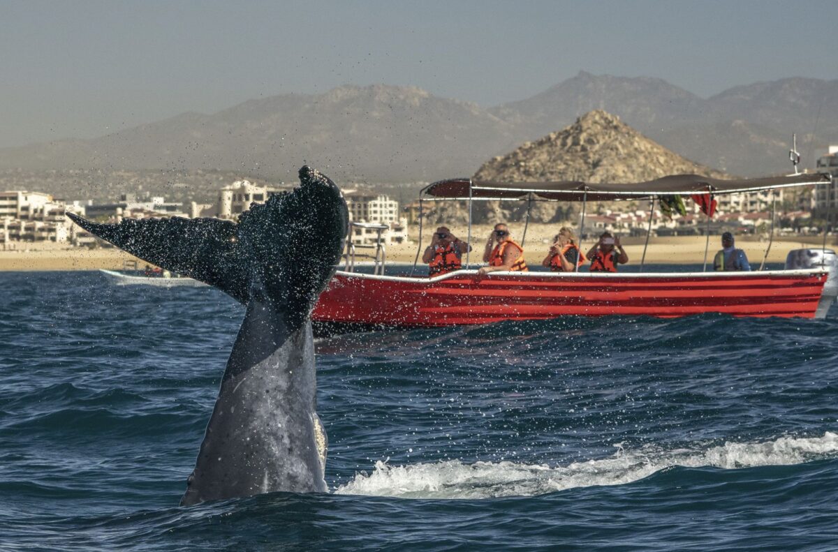 Visiting Cabo In December: 5 Most Important Things Travelers Need To ...