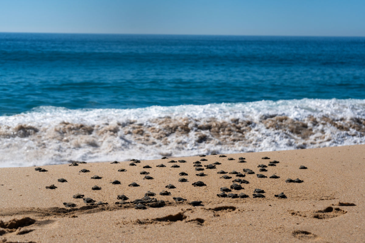 Is It Worth Attending A Turtle Release At Your Cabo Resort? Our ...