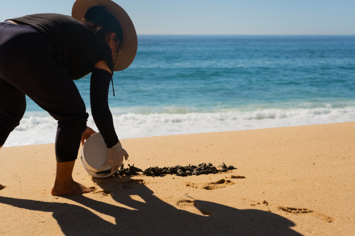 Is It Worth Attending A Turtle Release At Your Cabo Resort? Our ...